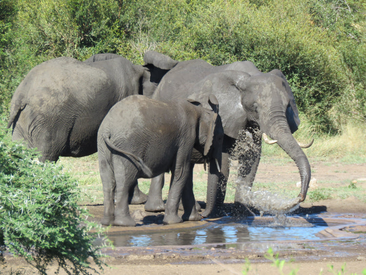 KNP - Balule Camp – Veld Nomads